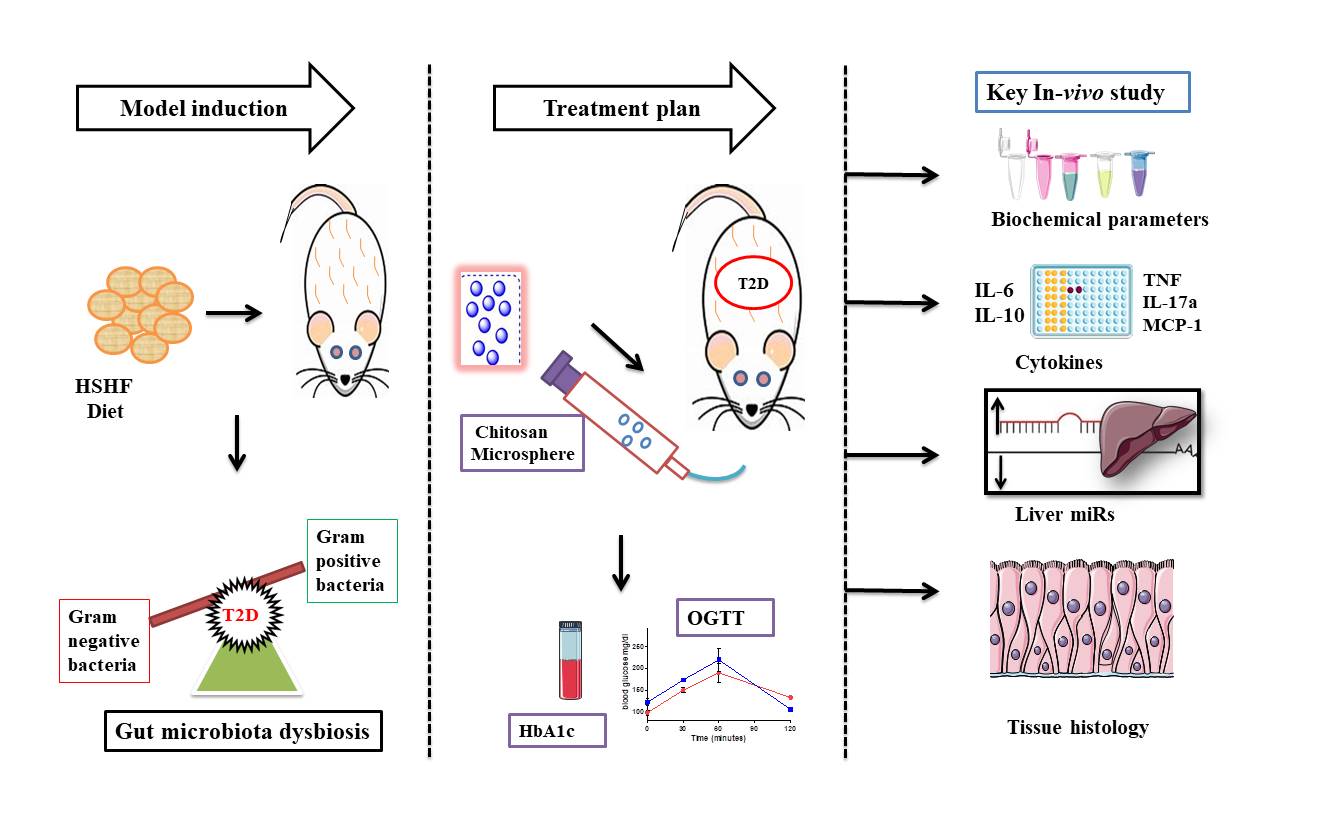 Chitosan Microsphere: A Microbial Makeover with Liver miRNA ...