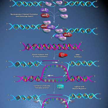 Homologous Recombination in DSB repair - Institute of Science